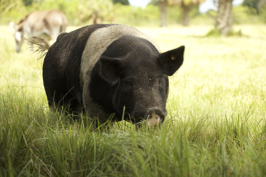 Sanctuary Division | ARM Investigations